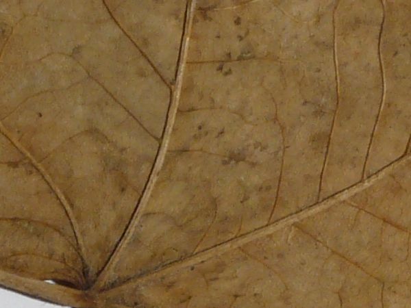 texture 0016 - Texturelib